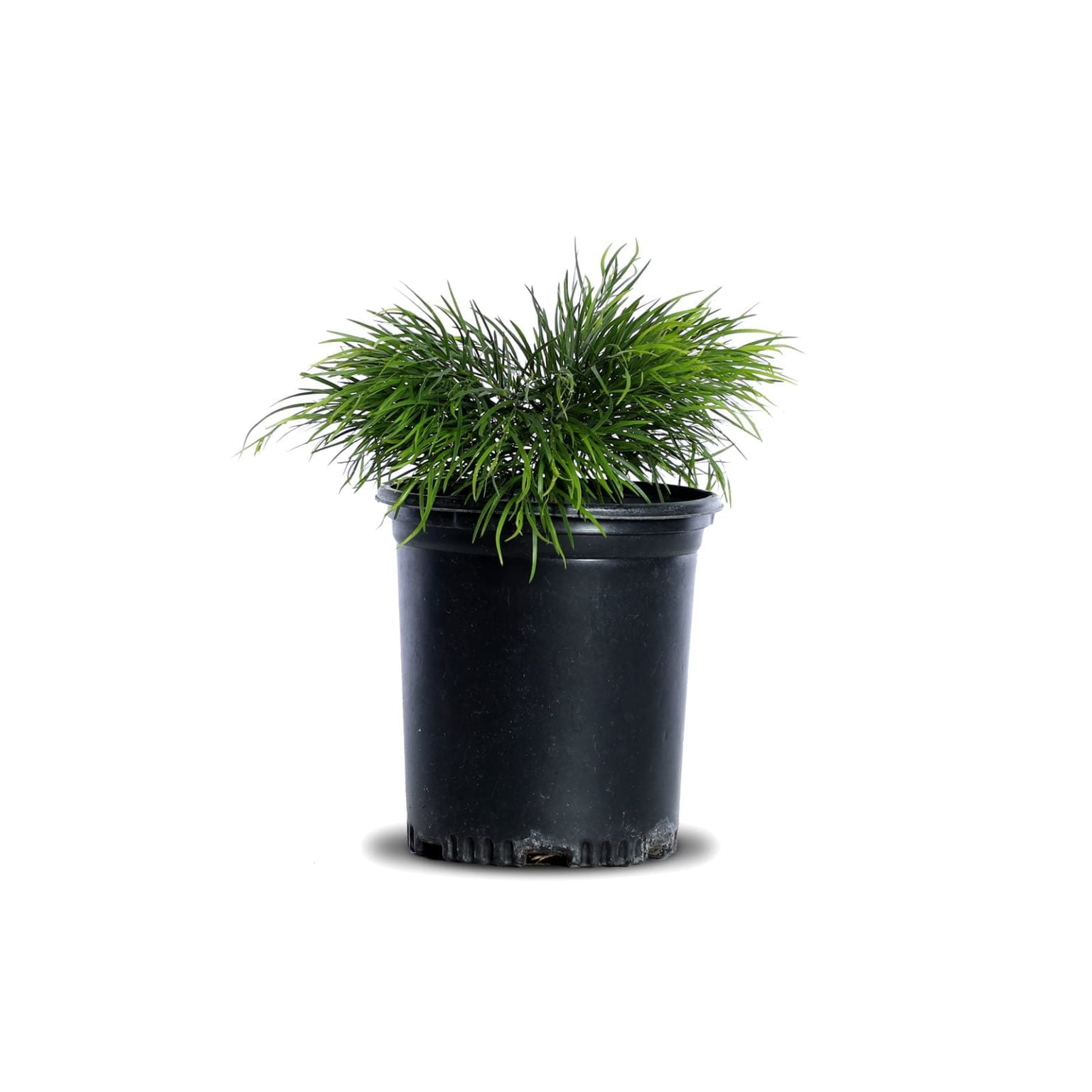 Cousin Itt Bower Wattle | Landscape Plant Source : Landscape Plant Source