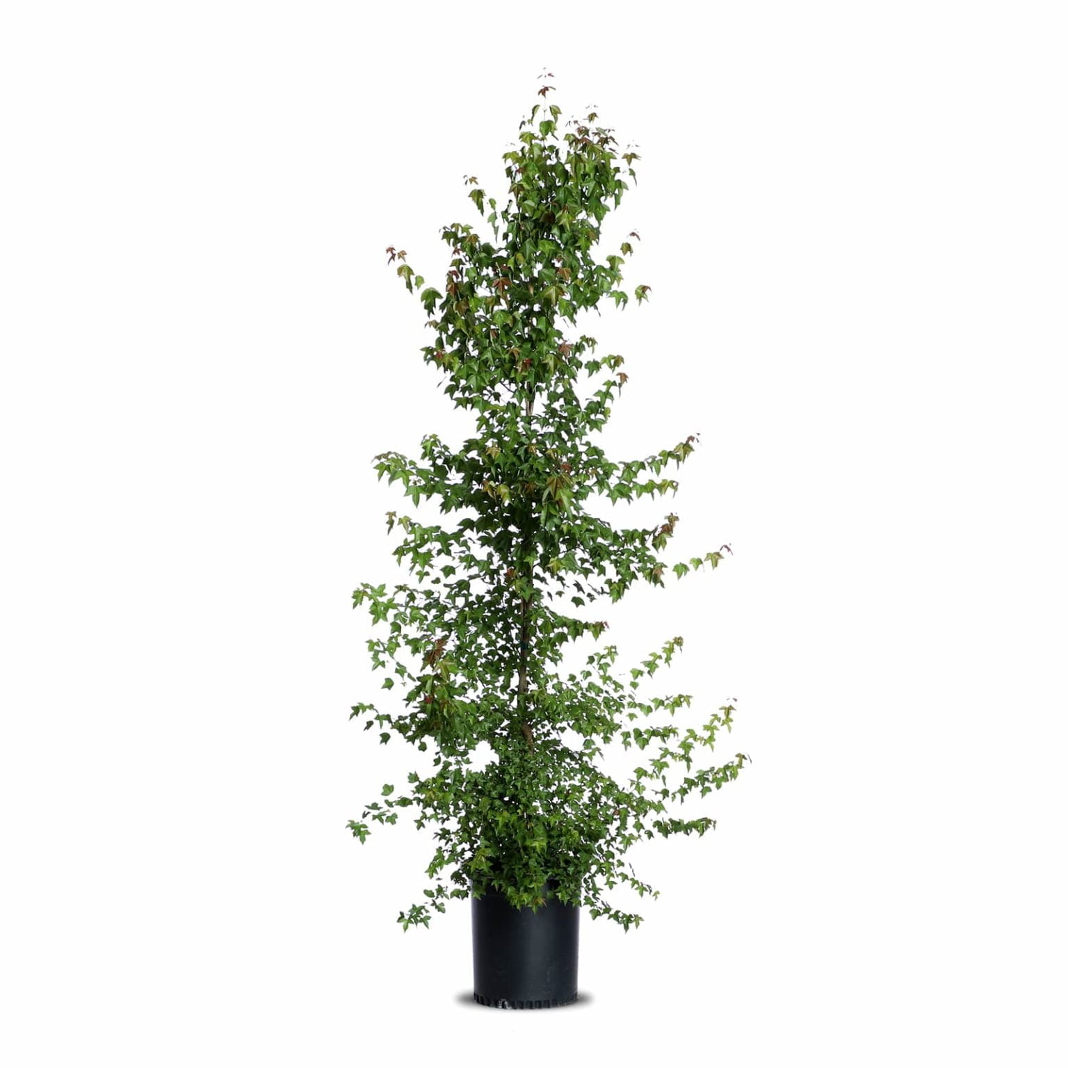 Trident Maple | Landscape Plant Source : Landscape Plant Source