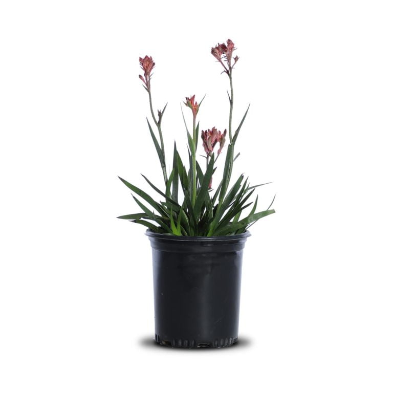 Bush Ranger Dwarf Kangaroo Paw | Landscape Plant Source : Landscape ...