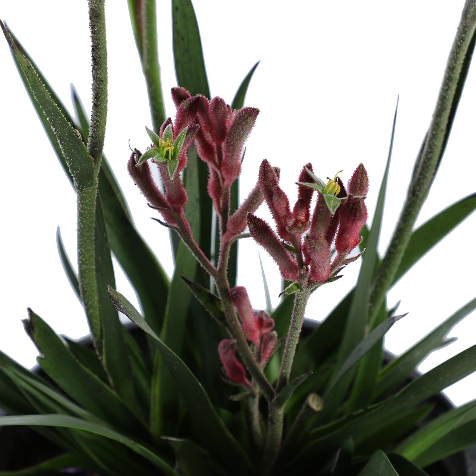 Bush Ranger Dwarf Kangaroo Paw | Landscape Plant Source : Landscape ...