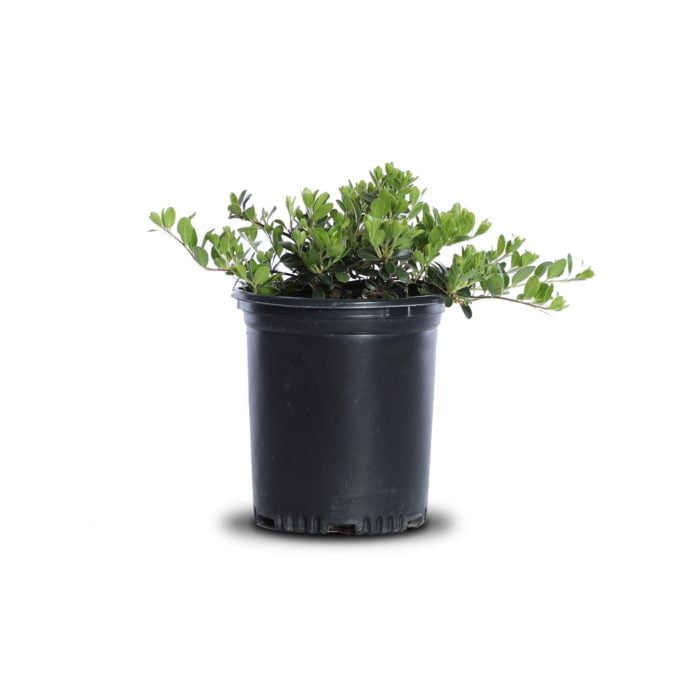 Point Reyes Bearberry | Landscape Plant Source : Landscape Plant Source