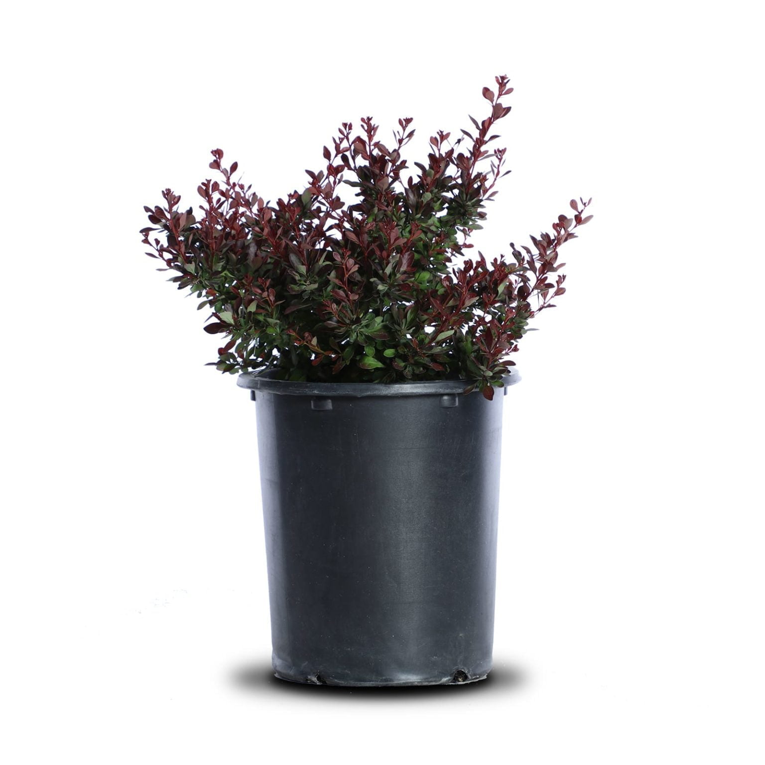 Crimson Pygmy Dwarf Japanese Barberry | Landscape Plant Source ...