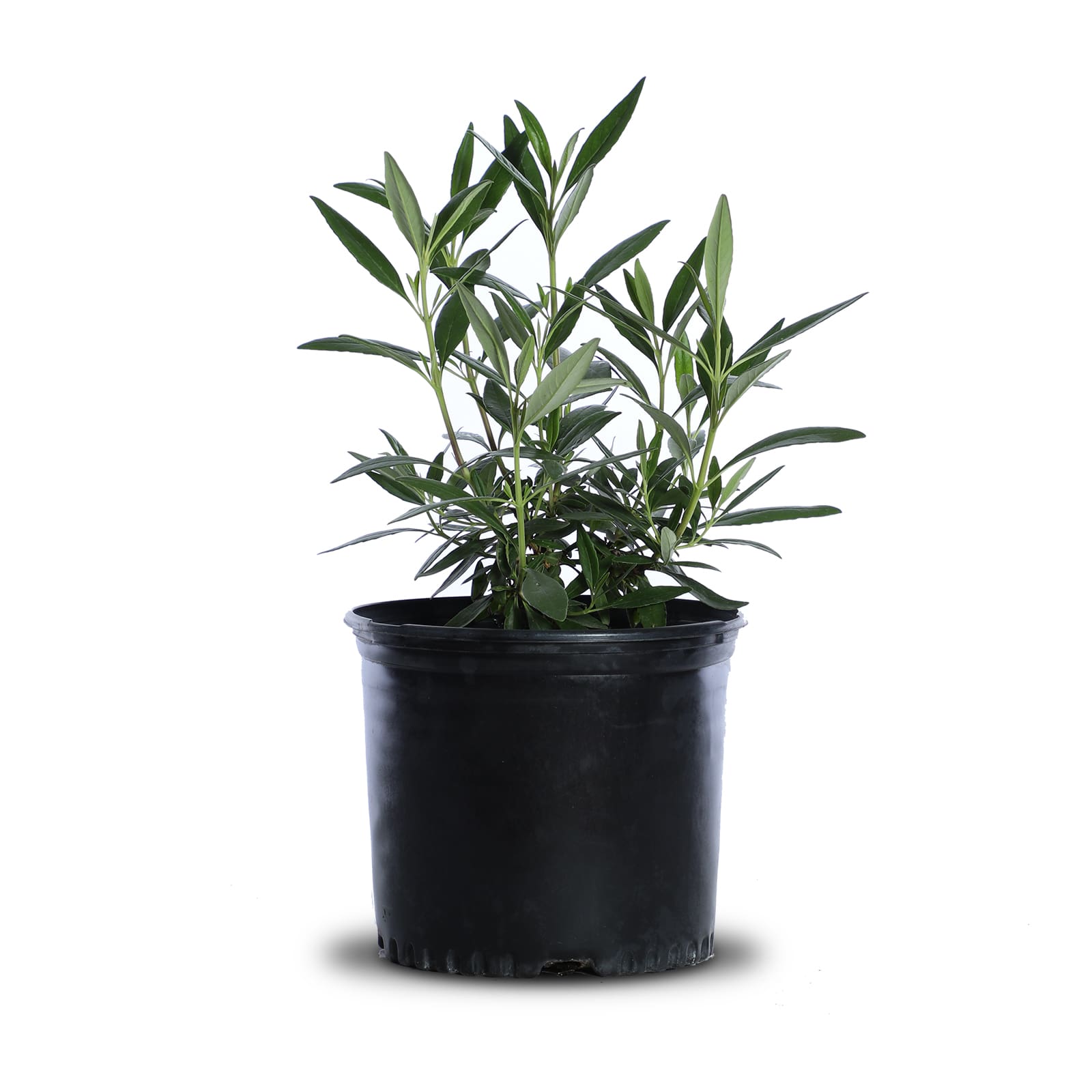 Elizabeth Bush Anemone | Landscape Plant Source : Landscape Plant Source