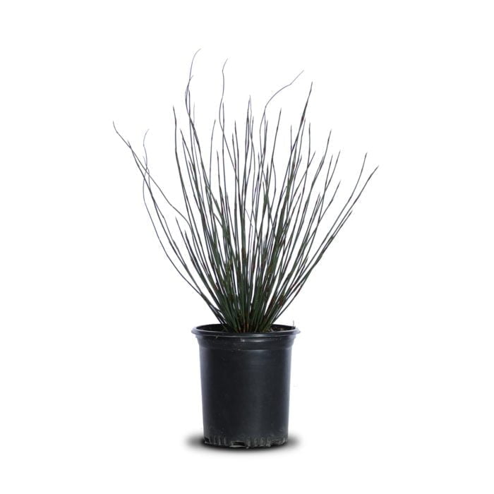 Cape Reed | Landscape Plant Source : Landscape Plant Source