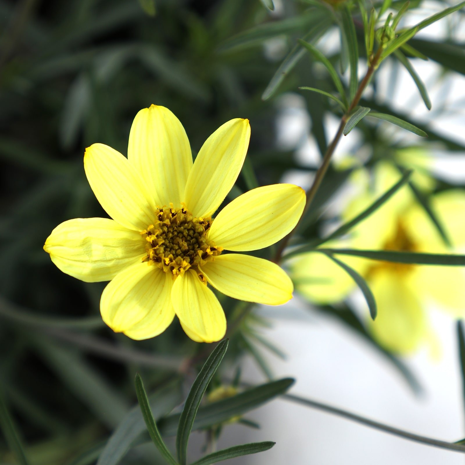 Moonbeam Threadleaf Tickseed | Landscape Plant Source : Landscape Plant ...