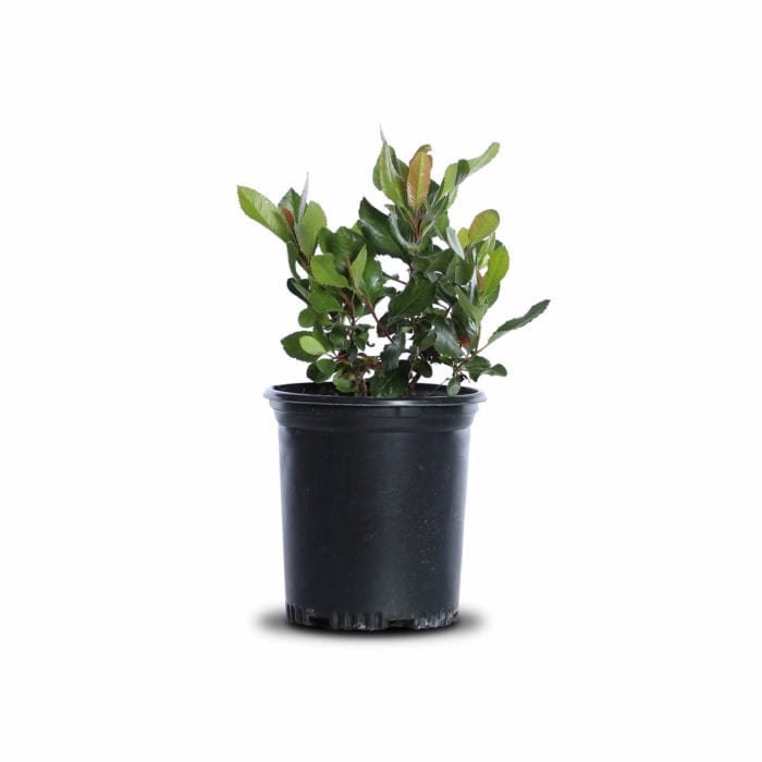 Toyon | Landscape Plant Source : Landscape Plant Source