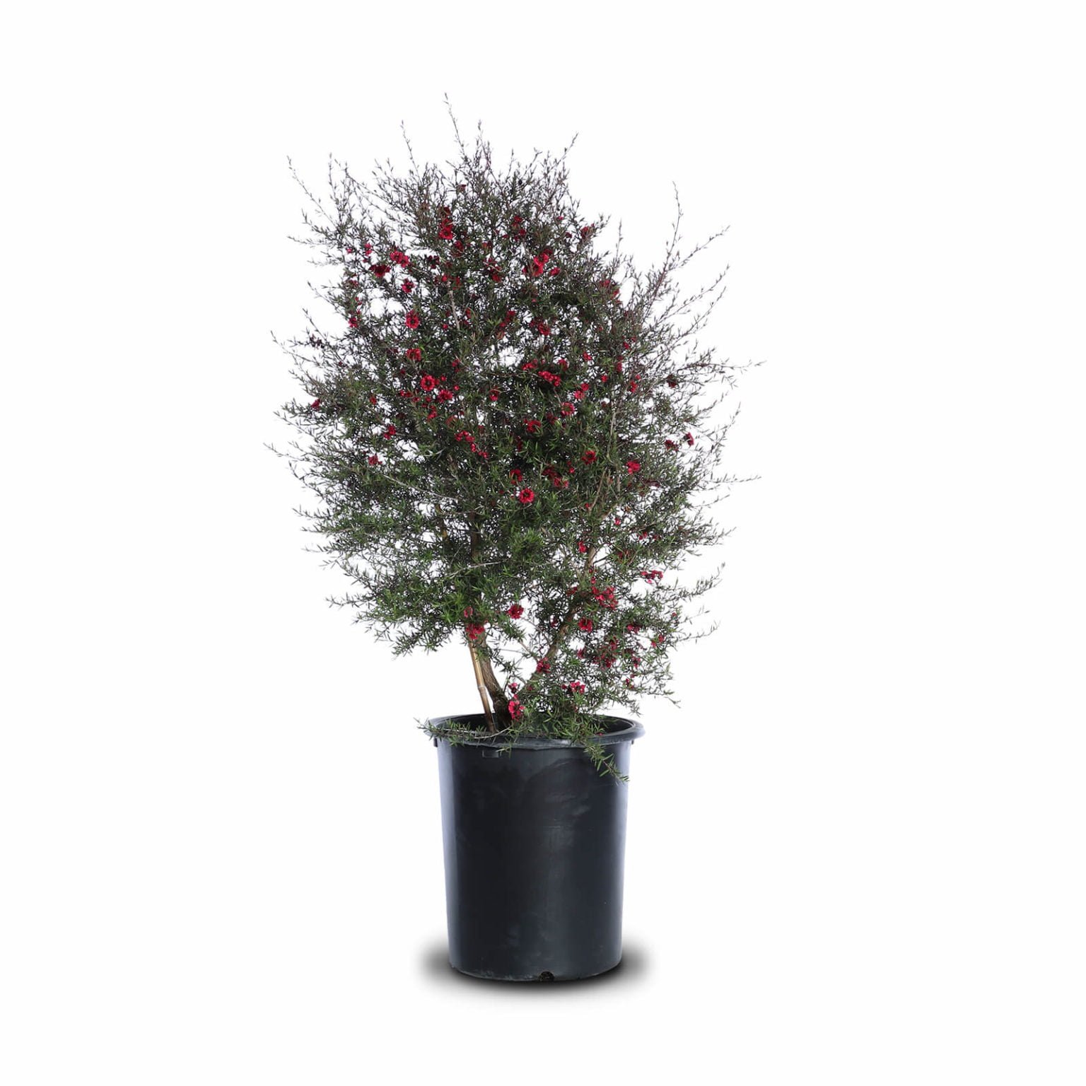 Ruby Glow New Zealand Tea Tree | Landscape Plant Source : Landscape ...