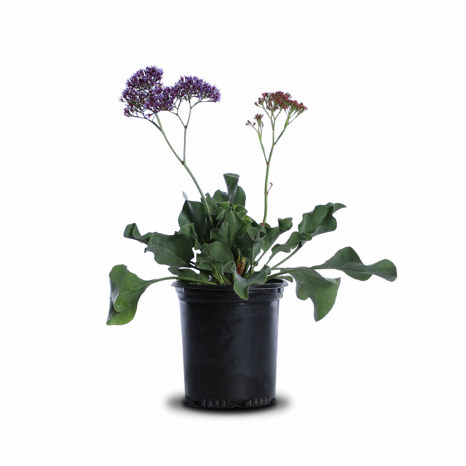 Statice | Landscape Plant Source : Landscape Plant Source