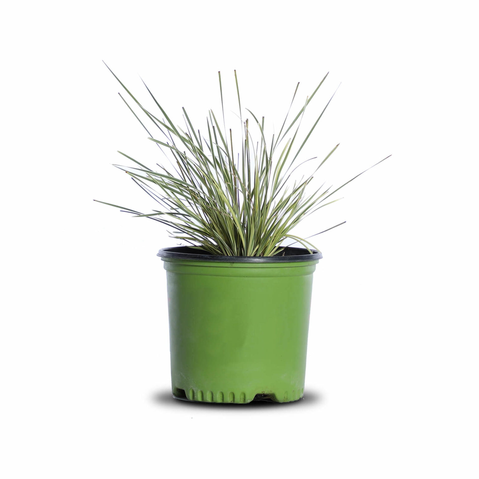 Variegated Dwarf Mat Rush | Landscape Plant Source : Landscape Plant Source