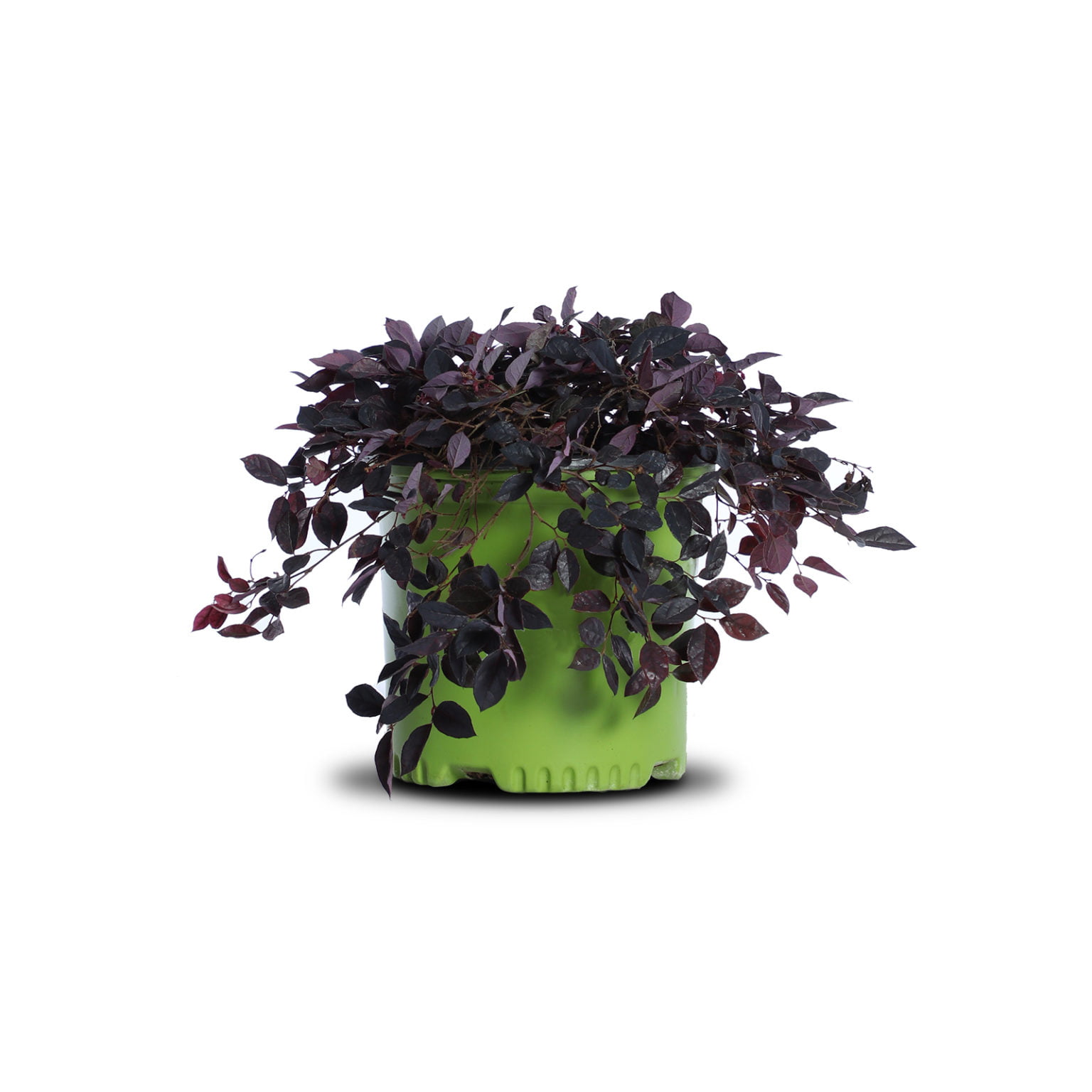 Purple Pixie Dwarf Chinese Fringe Flower | Landscape Plant Source ...
