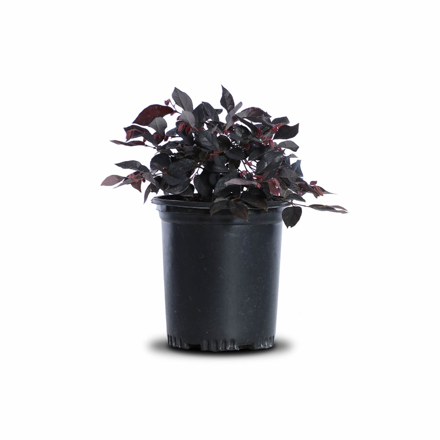 Purple Majesty Chinese Fringe Flower | Landscape Plant Source ...