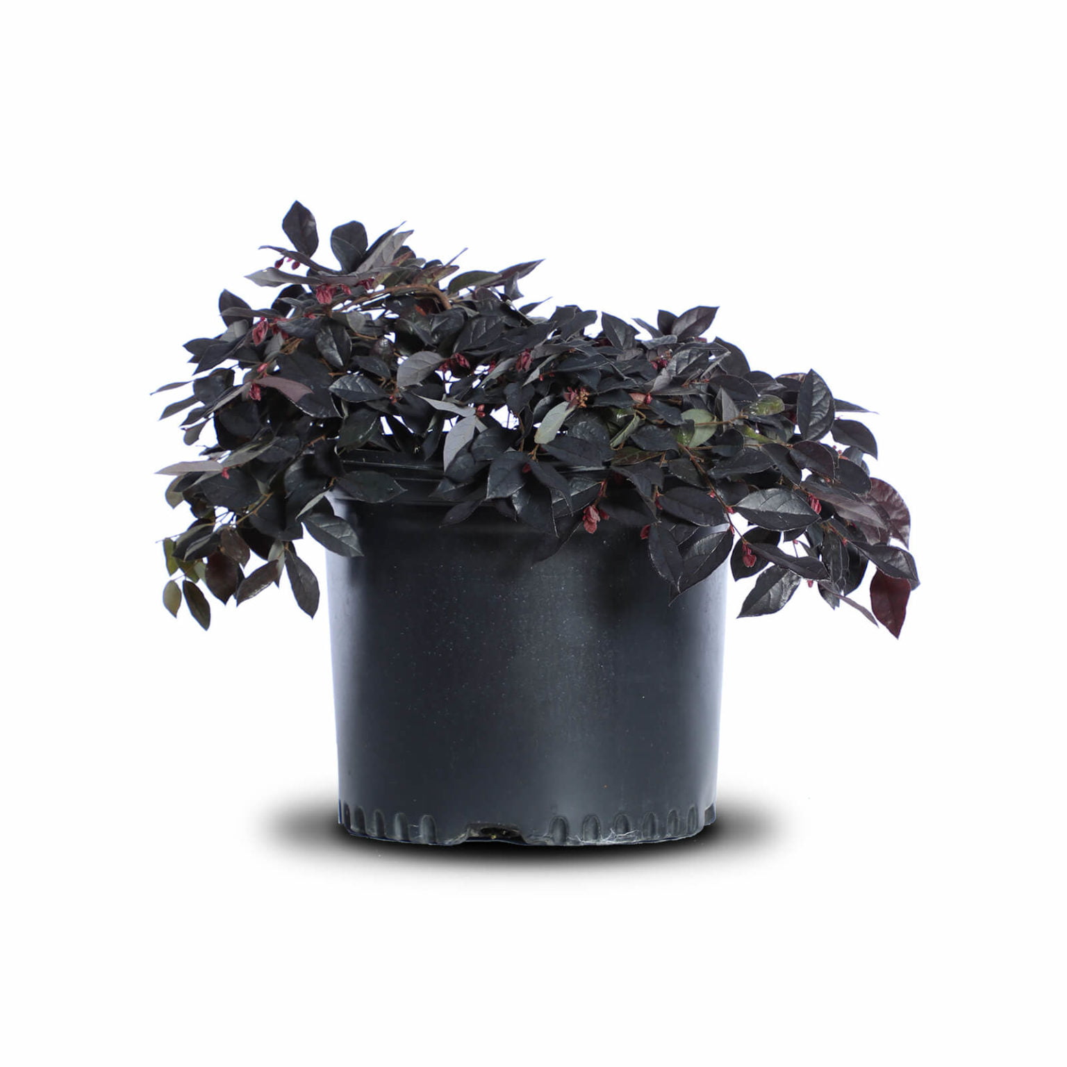 Purple Majesty Chinese Fringe Flower - Landscape Plant Source ...