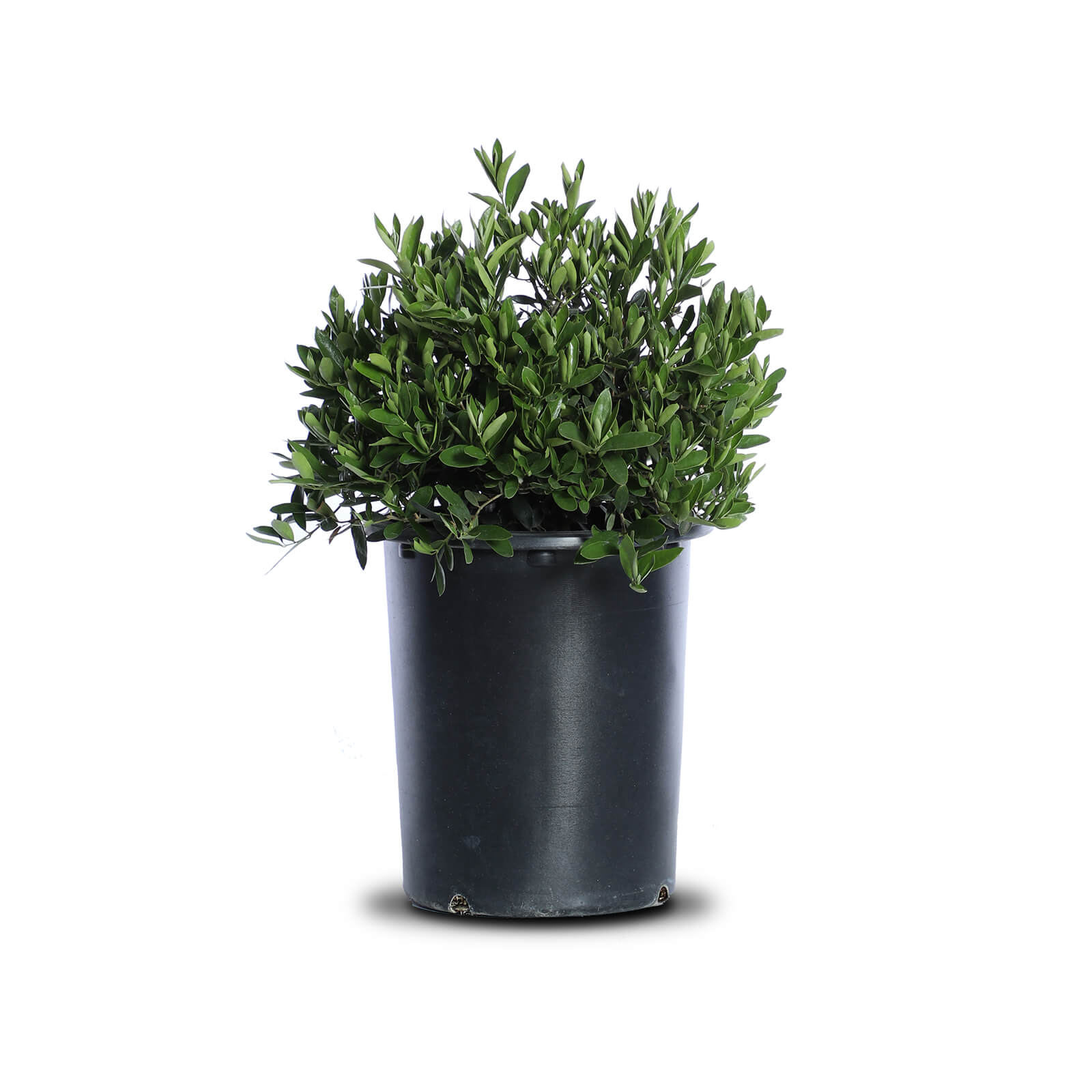 Little Ollie Dwarf Olive | Landscape Plant Source : Landscape Plant Source