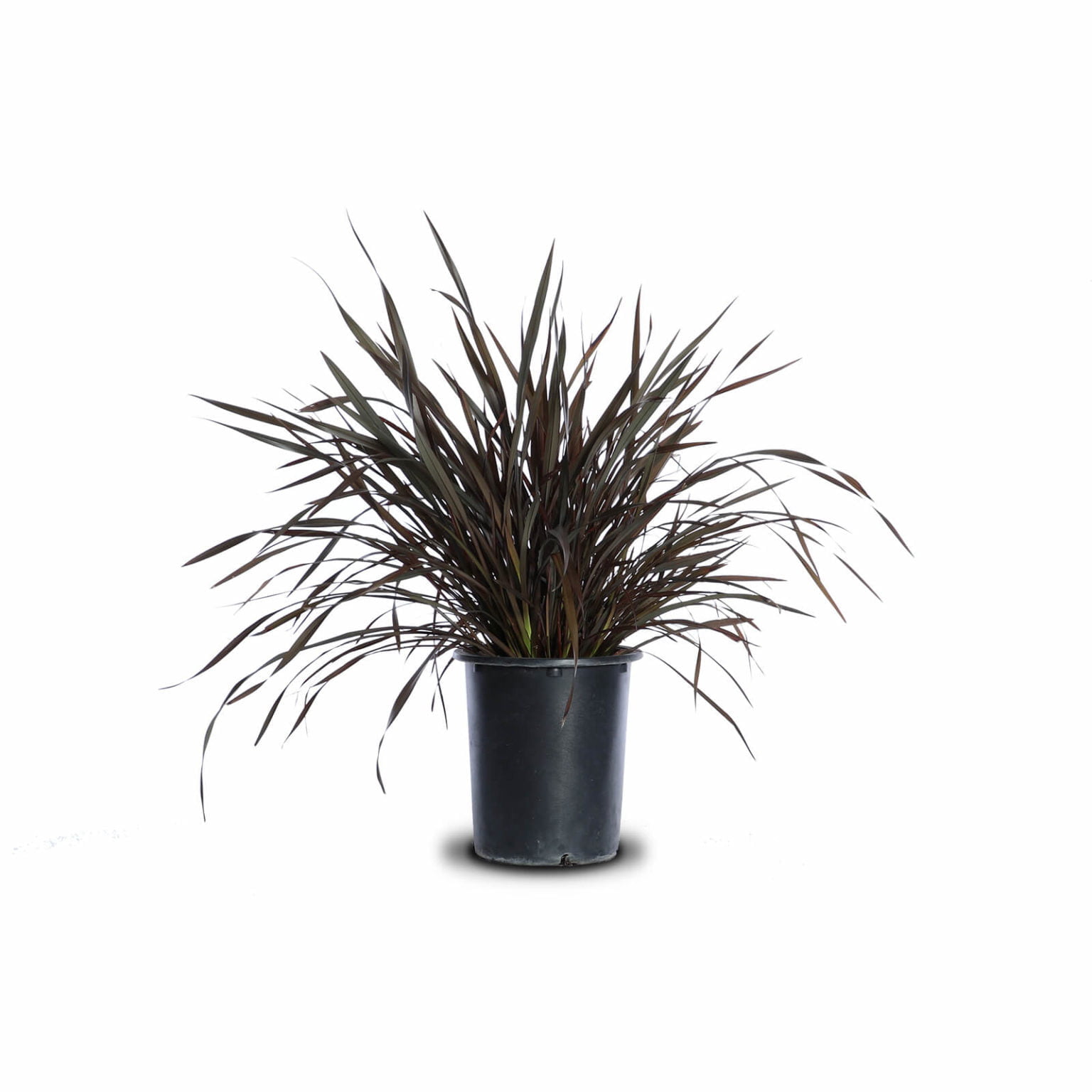 Platt's Black New Zealand Flax | Landscape Plant Source : Landscape ...