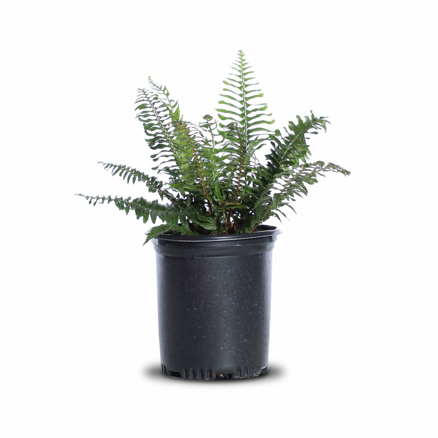 Western Sword Fern | Landscape Plant Source : Landscape Plant Source