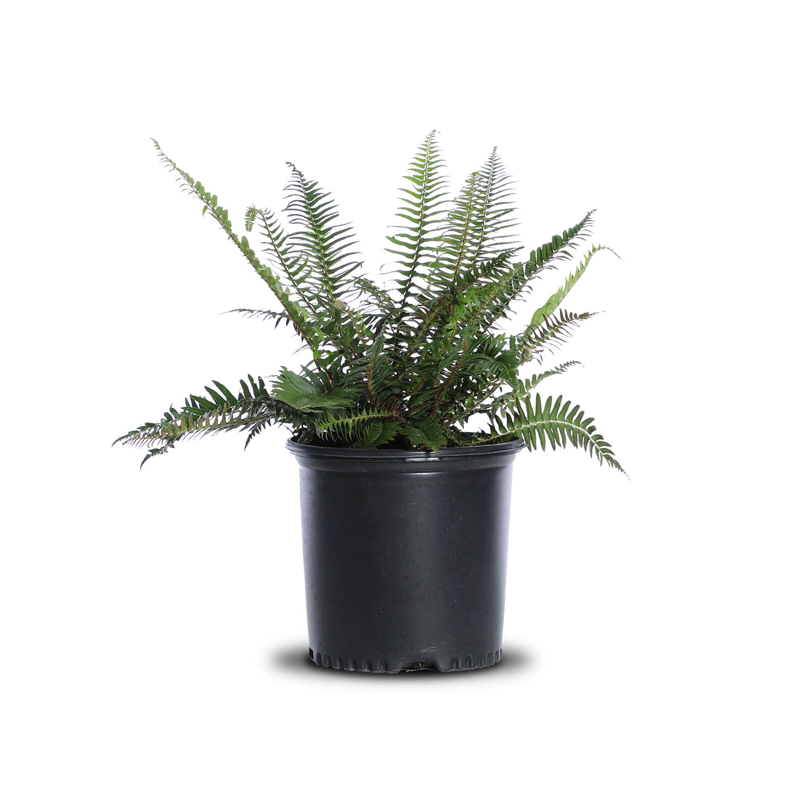 Western Sword Fern | Landscape Plant Source : Landscape Plant Source