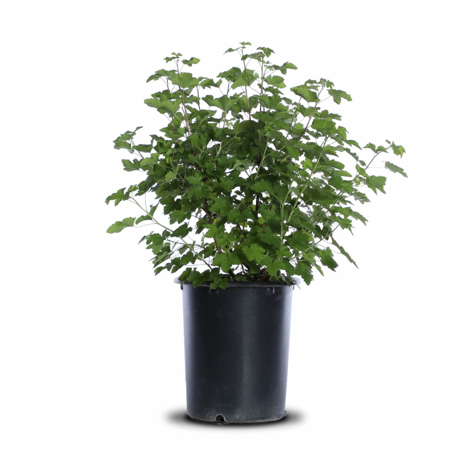 Red Flowering Currant | Landscape Plant Source : Landscape Plant Source