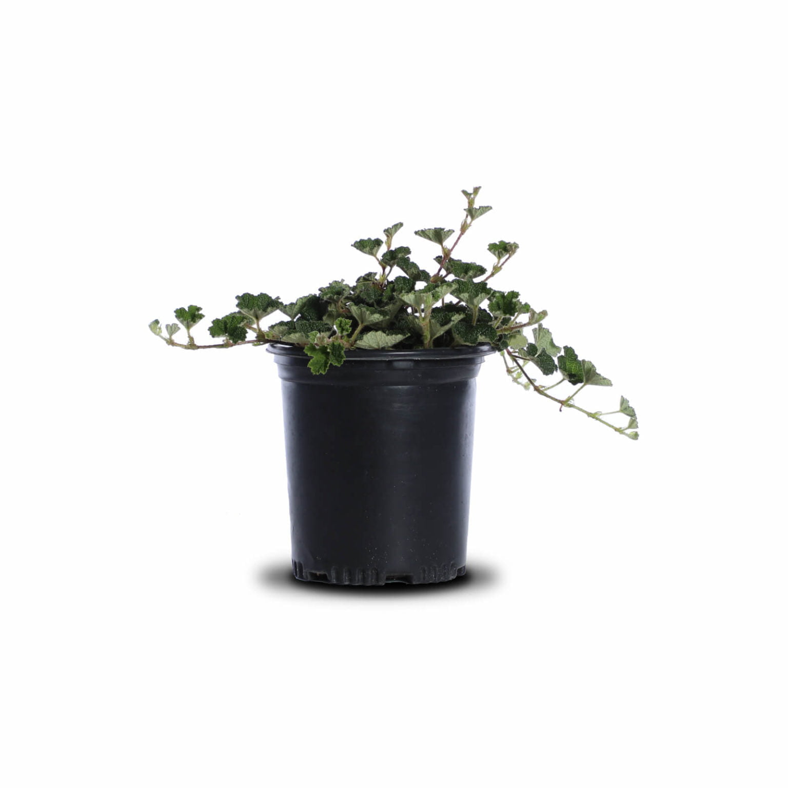 Creeping Raspberry | Landscape Plant Source : Landscape Plant Source