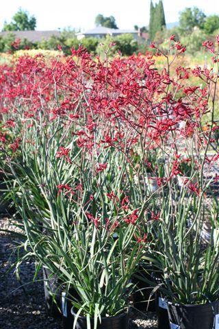 Red Kangaroo Paw | Landscape Plant Source : Landscape Plant Source