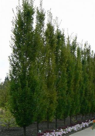 Upright European Hornbeam | Landscape Plant Source : Landscape Plant Source