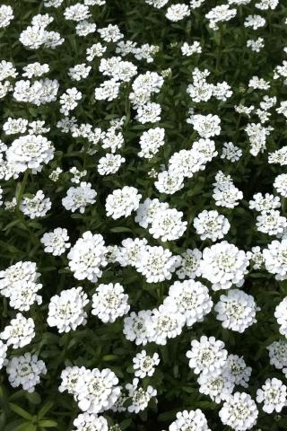 Purity Evergreen Candytuft | Landscape Plant Source : Landscape Plant ...