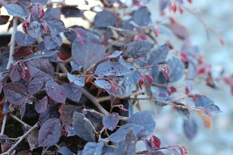 Purple Pixie Dwarf Chinese Fringe Flower | Landscape Plant Source ...