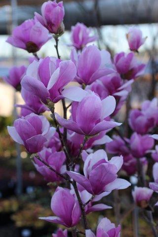 Alexandrina Saucer Magnolia | Landscape Plant Source : Landscape Plant ...