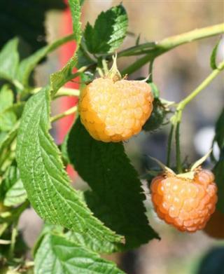 Fall Gold Raspberry | Landscape Plant Source : Landscape Plant Source