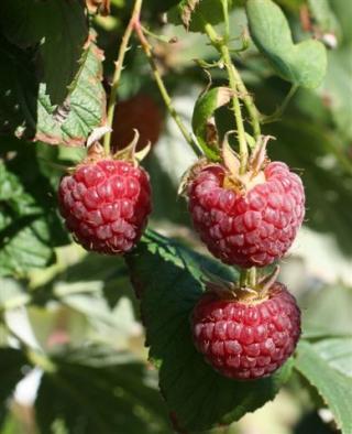 Heritage Red Raspberry | Landscape Plant Source : Landscape Plant Source