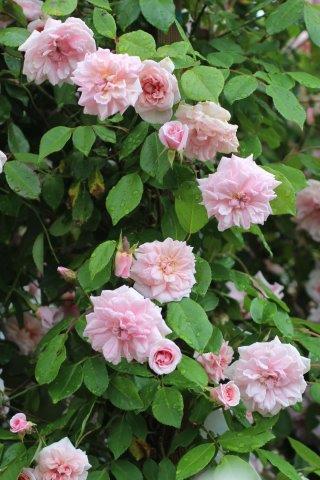 Cecile Brunner Climbing Rose | Landscape Plant Source : Landscape Plant ...