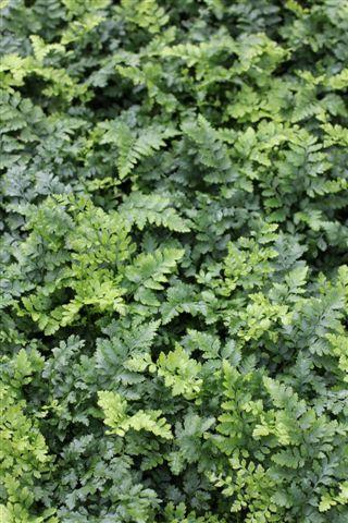 Leatherleaf Fern | Landscape Plant Source : Landscape Plant Source