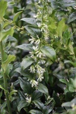 Fragrant Sweet Box | Landscape Plant Source : Landscape Plant Source